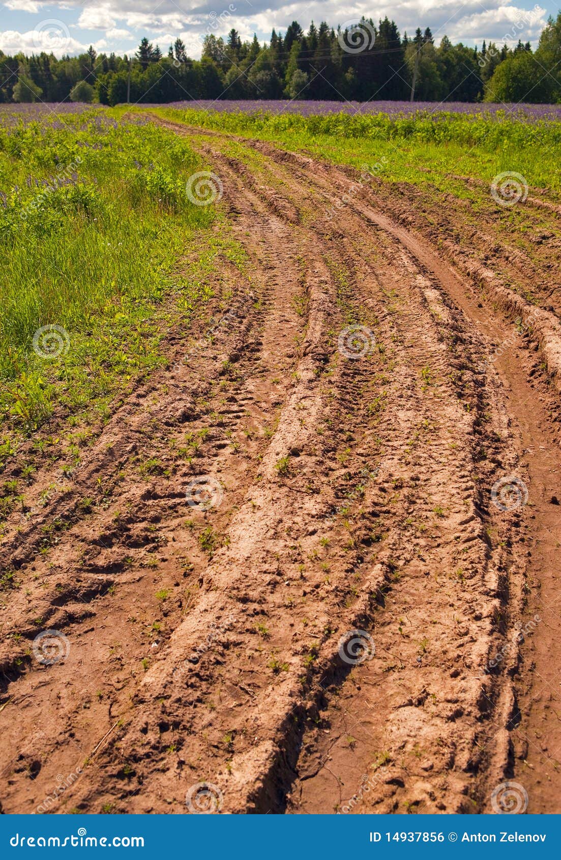 Mud road in the meadow stock photo. Image of scene, closeup - 14937856