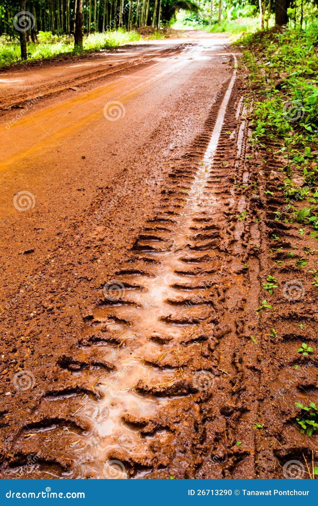 Mud Road Trough Rubber Plantation Stock Photo - Image of farm, land ...
