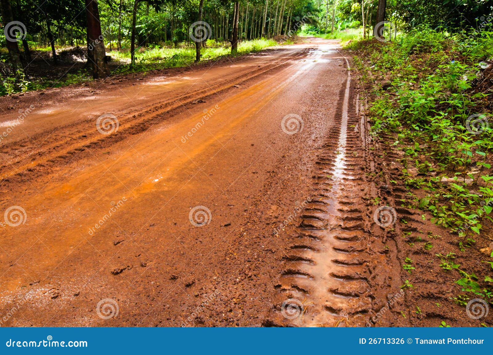 Mud Road Trough Rubber Plantation Stock Photo - Image of mountain ...