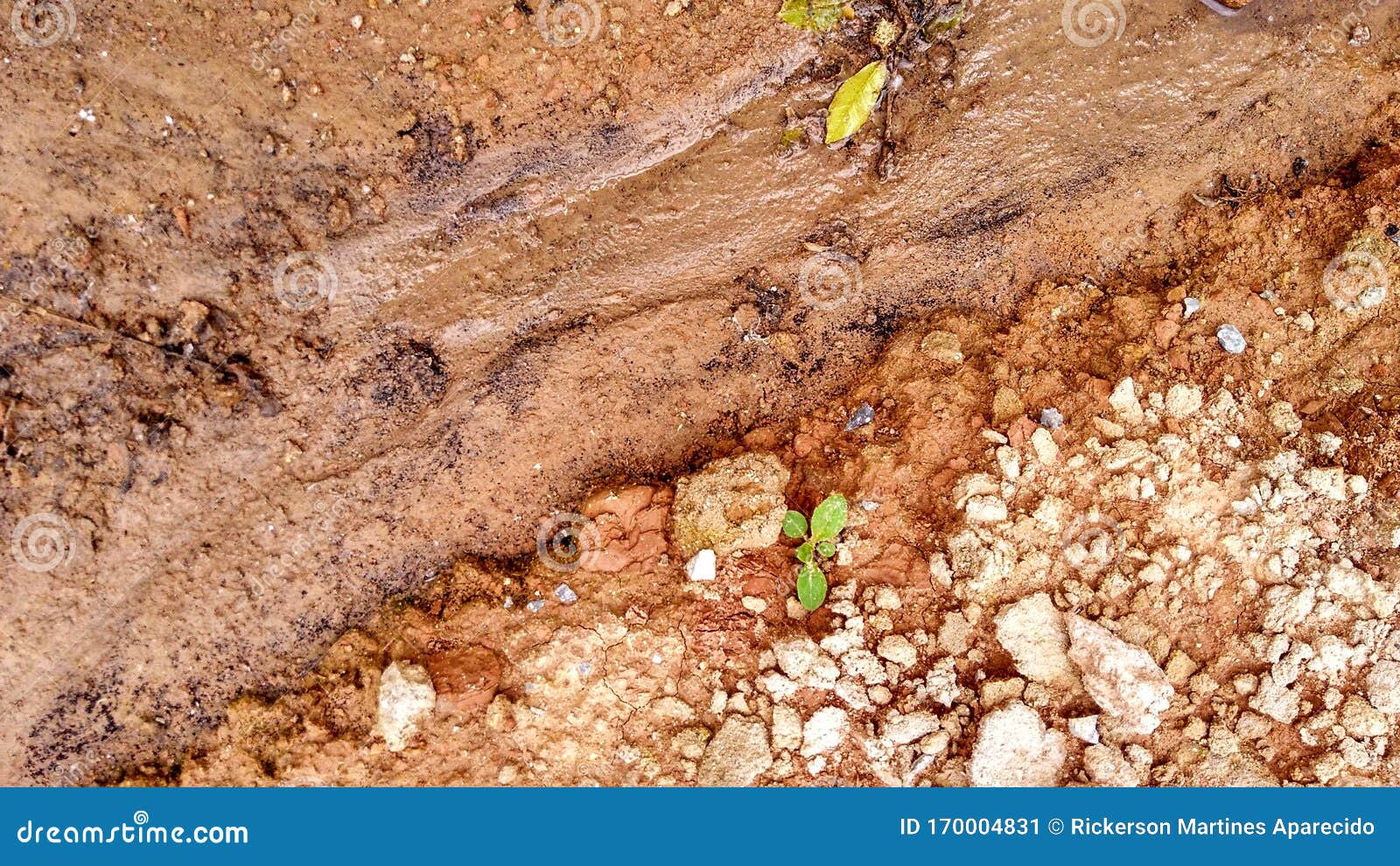 Mud and rocks stock image. Image of leaves, water, rural - 170004831