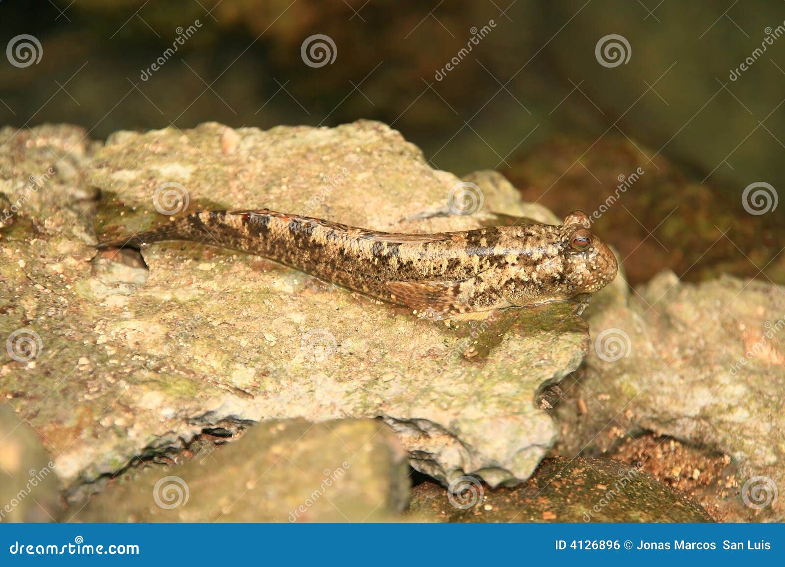 Mud skipper fish stock photo. Image of scales, lake, brown - 4126896