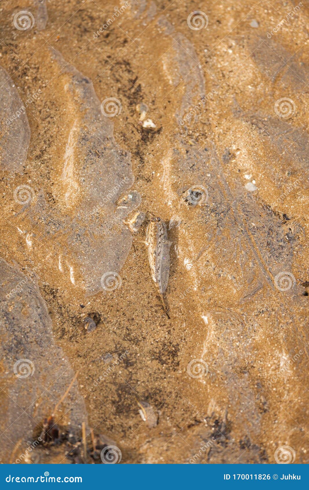 Mud Skipper Fish on Sand Beach Stock Photo - Image of life, wildlife ...