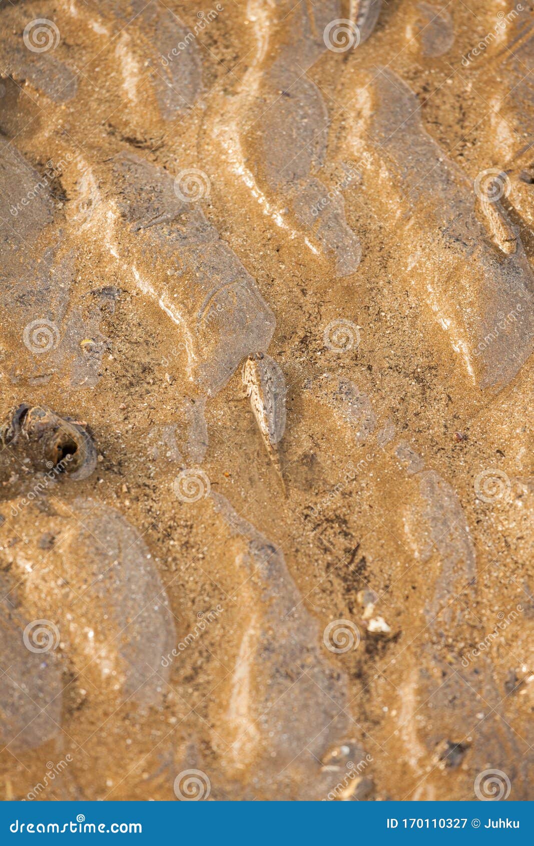 Mud Skipper Fish on Sand Beach Stock Image - Image of wetland ...