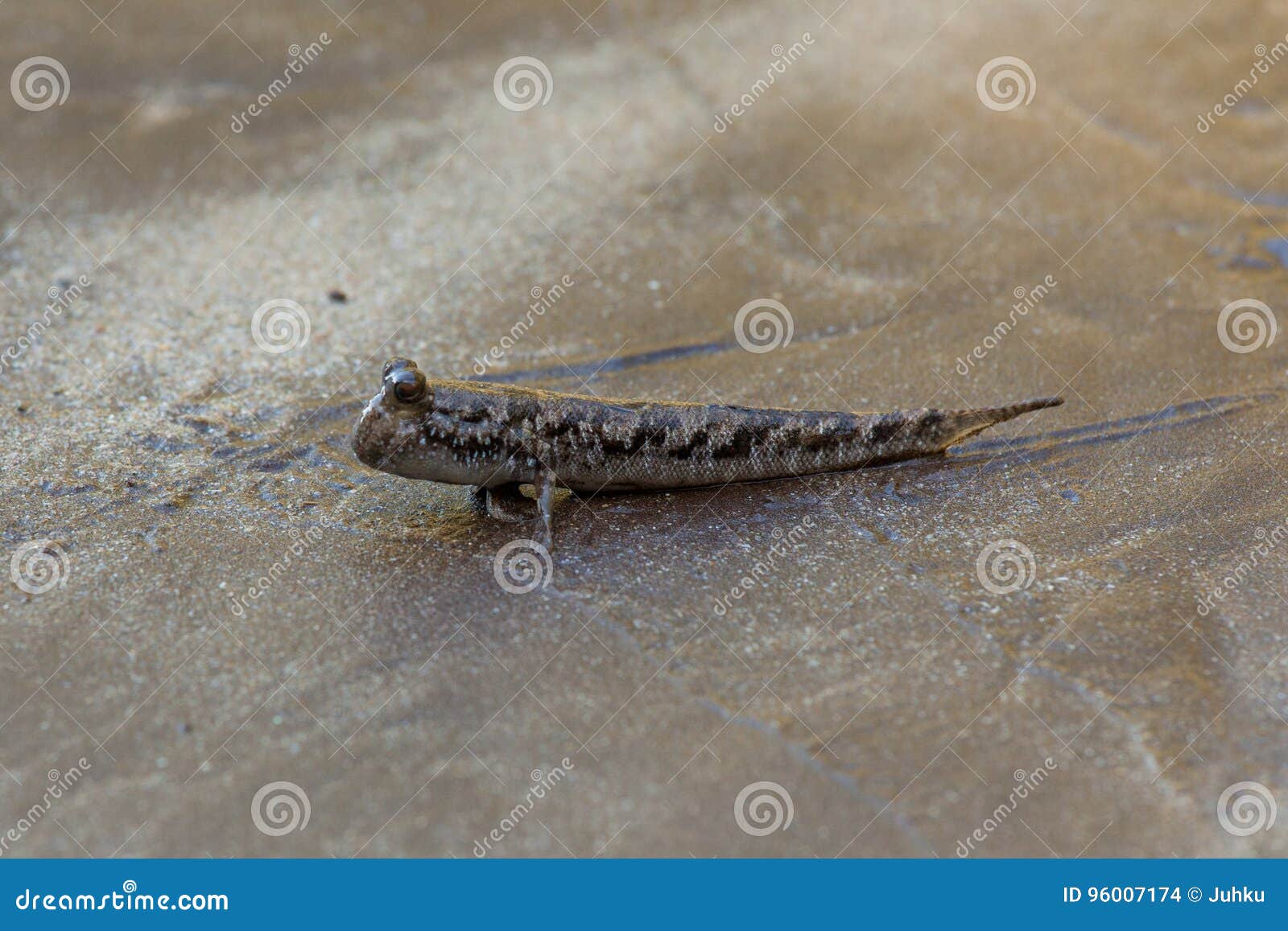 Mud Skipper Fish on Sand Beach Stock Photo - Image of asia, nature ...