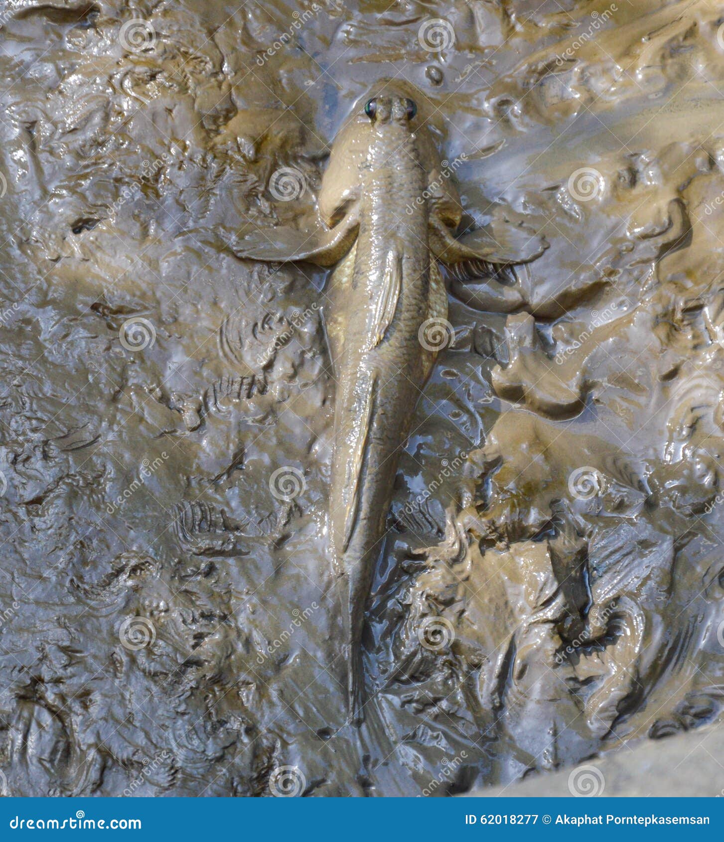 Mud skipper on wetland stock image. Image of nature, wild - 62018277