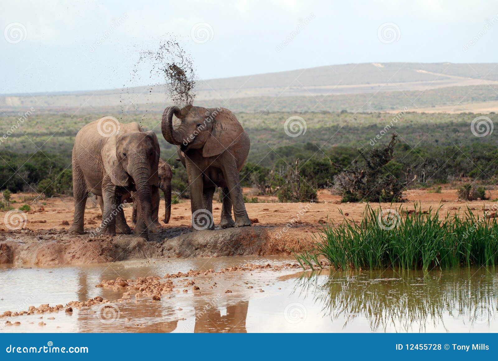 Mud slinging stock photo. Image of strong, heavy, profile - 12455728