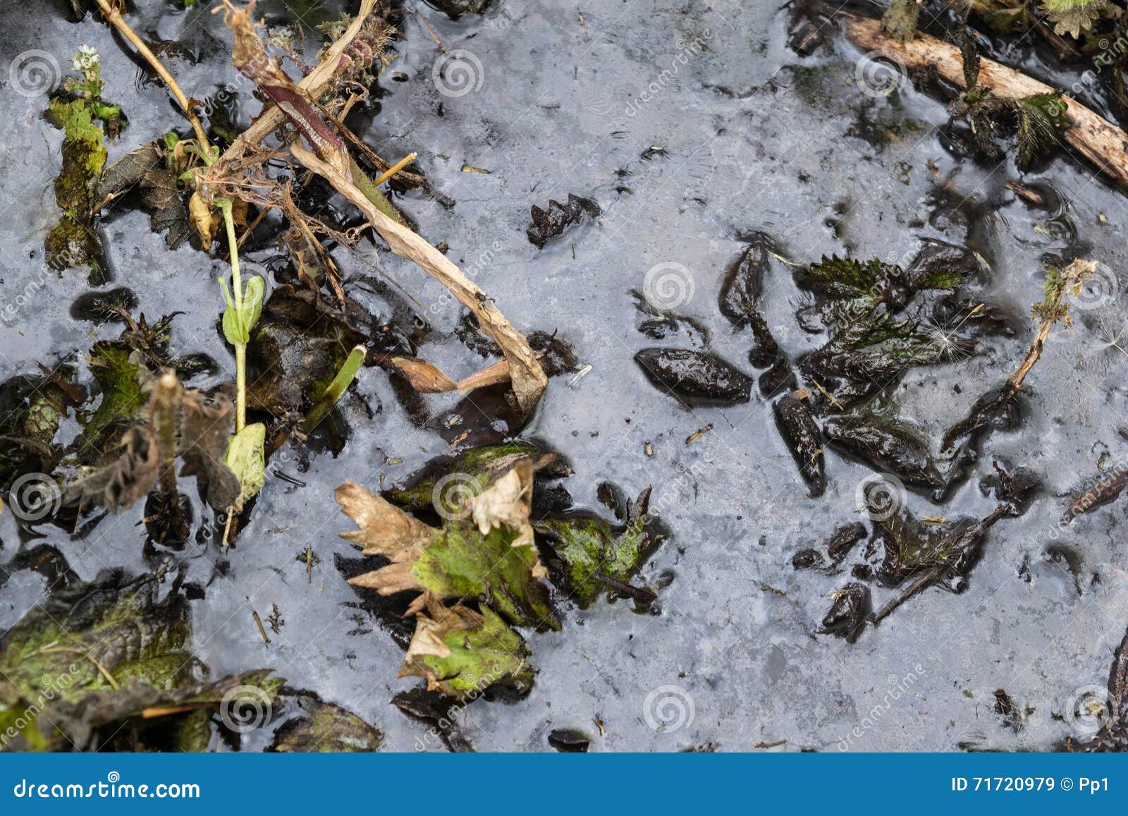 Mud Soil Decay Dead Flowers Dark Stock Image - Image of texture, poison ...