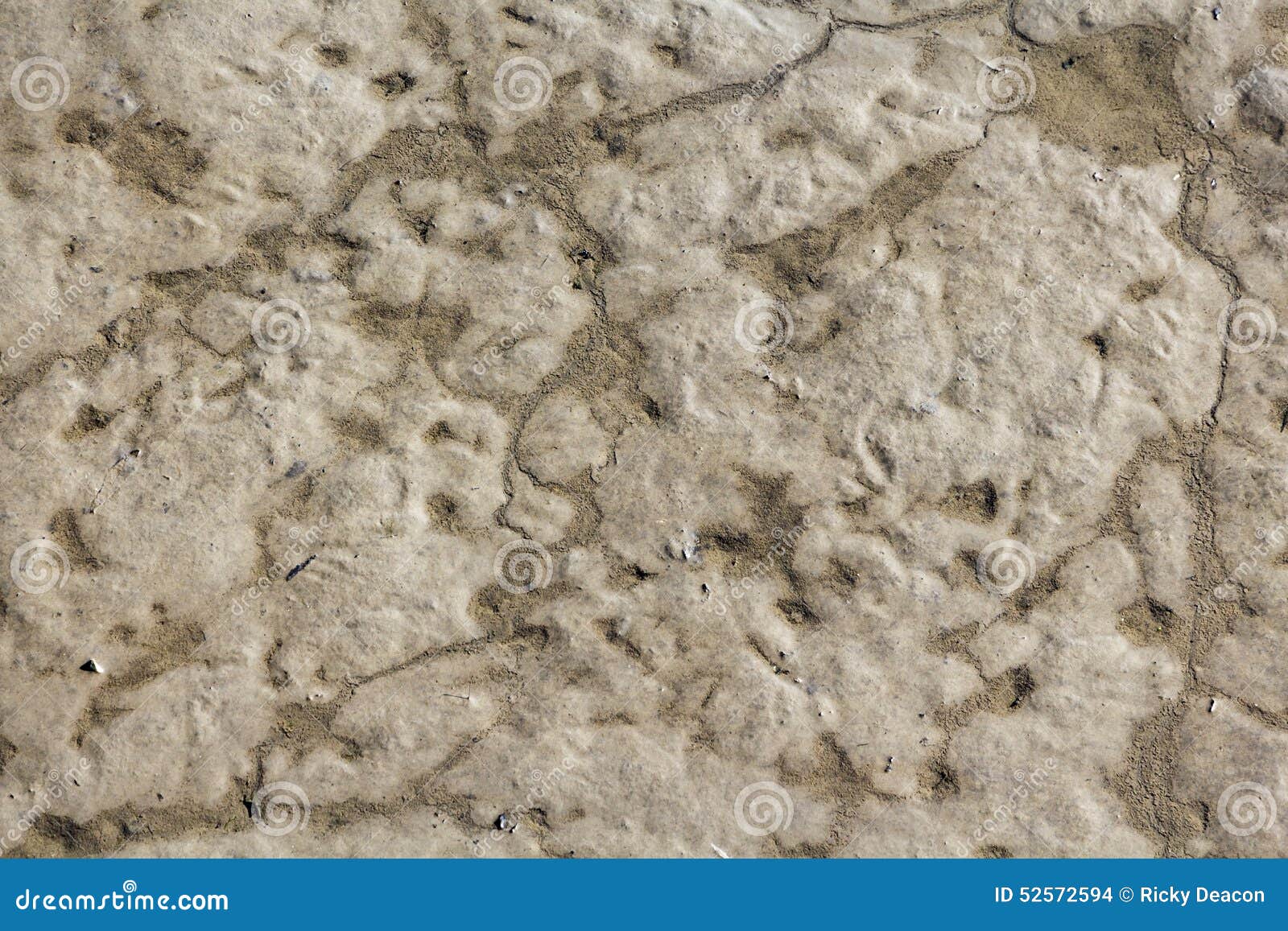 Mud Texture stock photo. Image of muddy, texture, grungey - 52572594