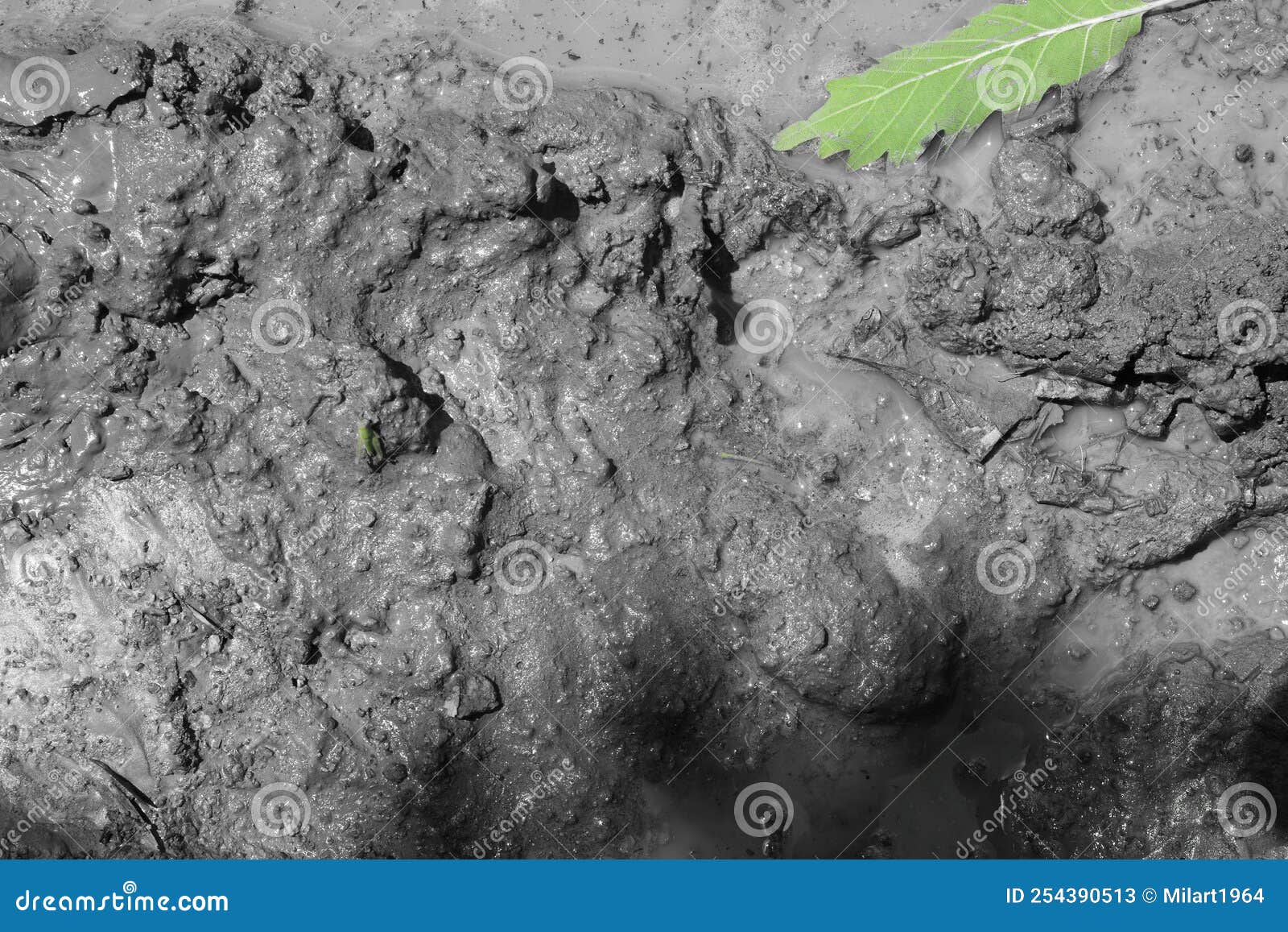 Mud Texture or Wet Gray Soil Stock Image - Image of natural, gray ...