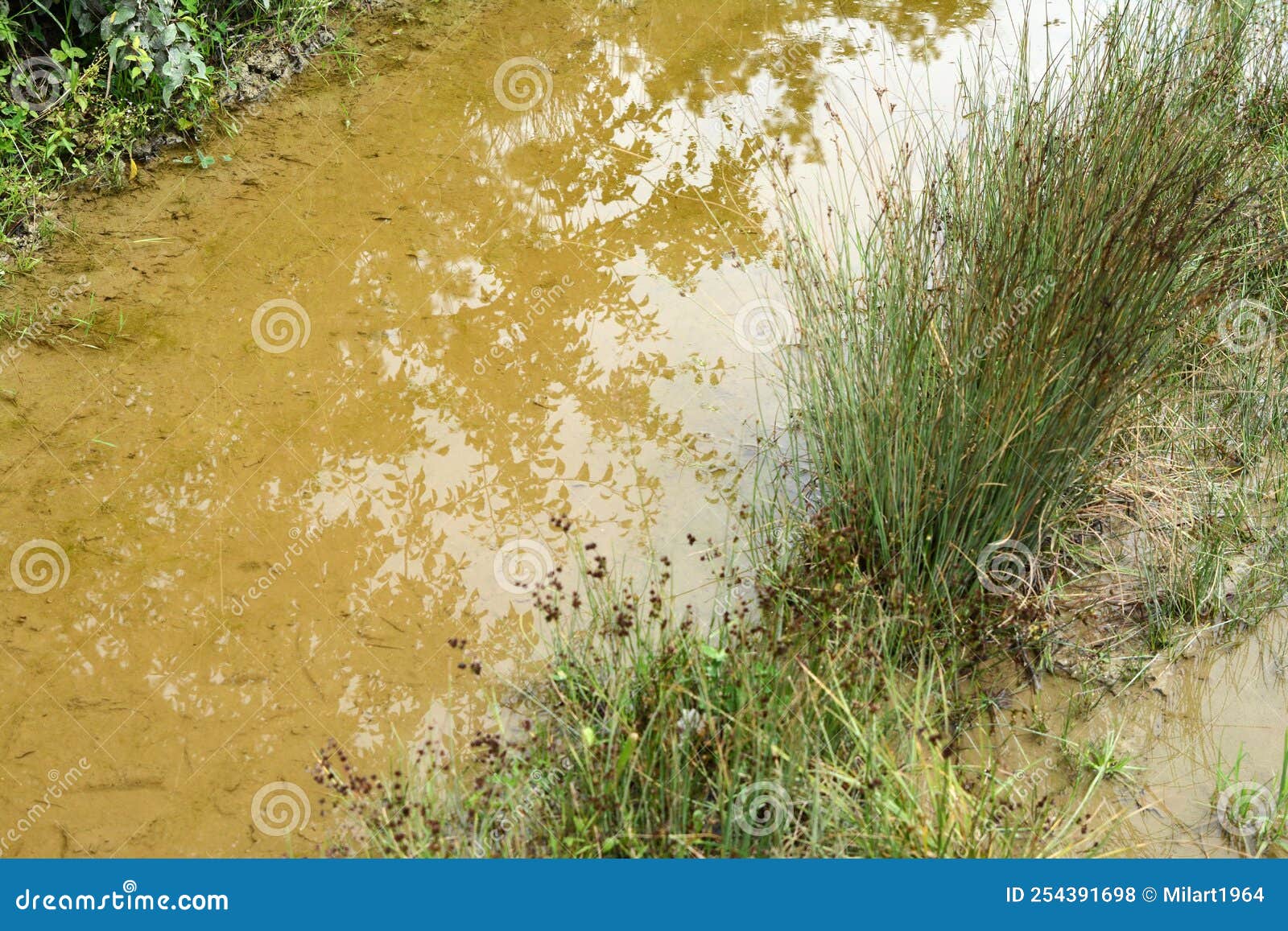 Mud Texture or Wet Gray Soil Stock Photo - Image of nature, flood ...