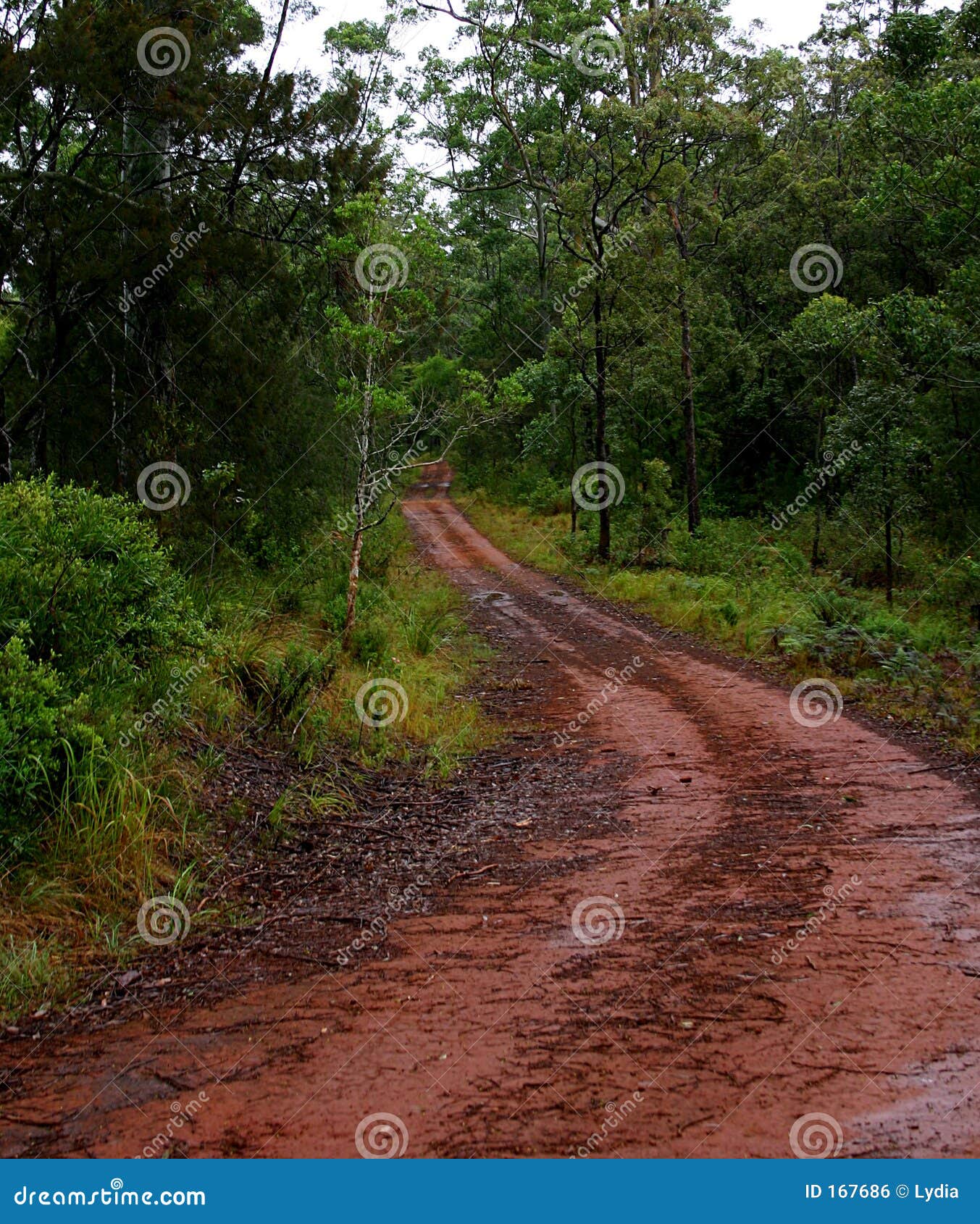 Mud Track stock photo. Image of landscape, trees, tyremarks - 167686