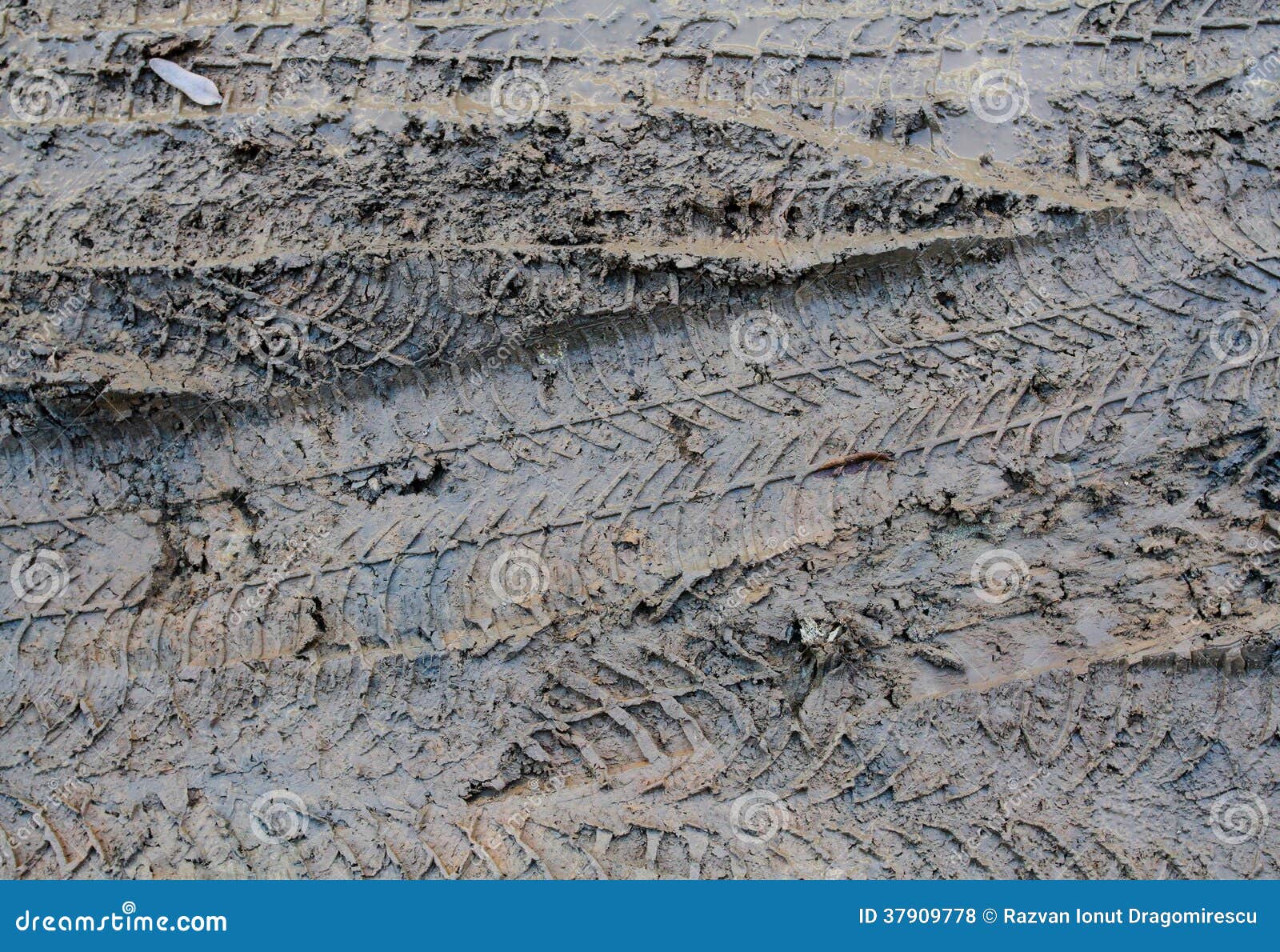 Mud Tracks Detail stock photo. Image of patterns, dirt - 37909778