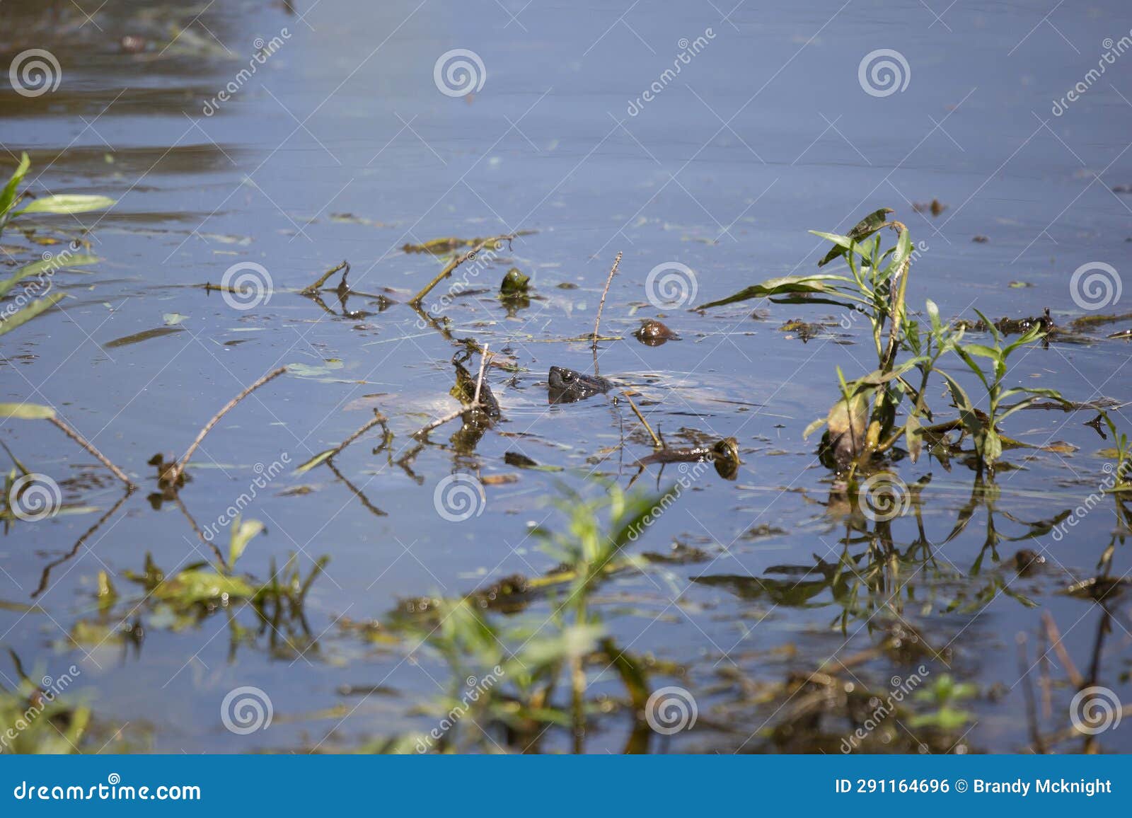 Mud Turtle and Red-Eared Slider Stock Photo - Image of animal ...