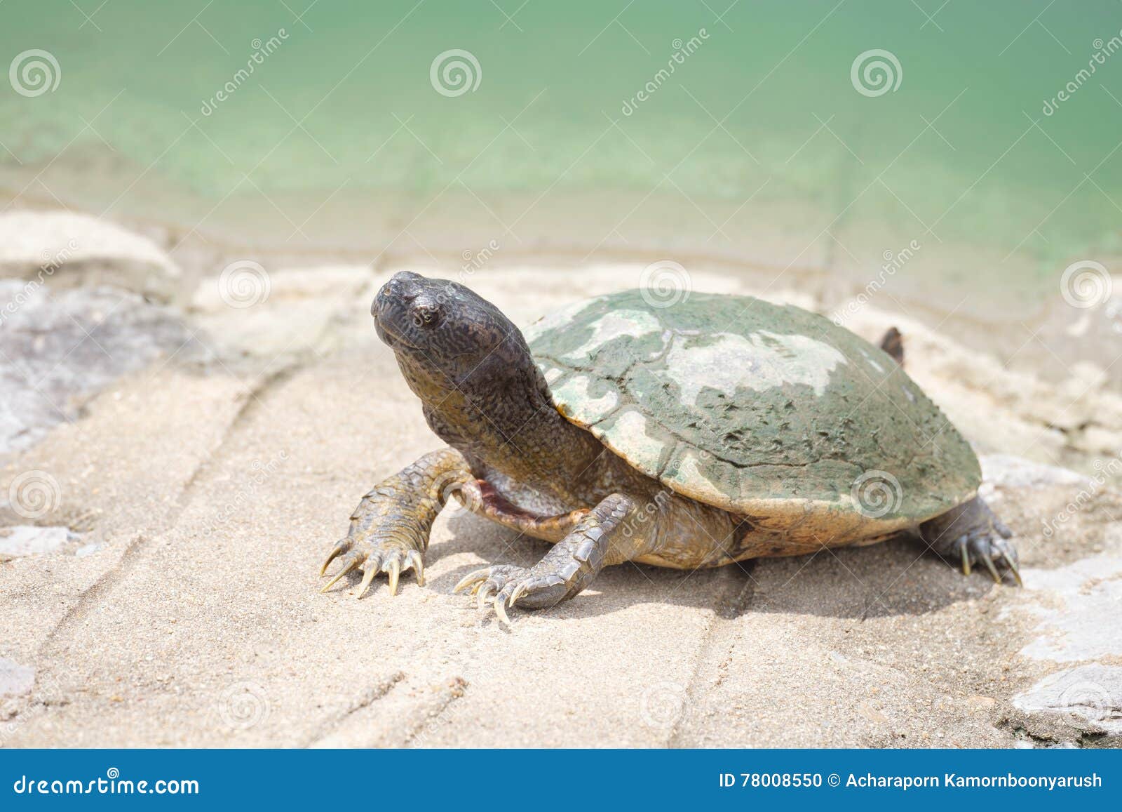 Mud turtle stock photo. Image of pond, green, swimming - 78008550