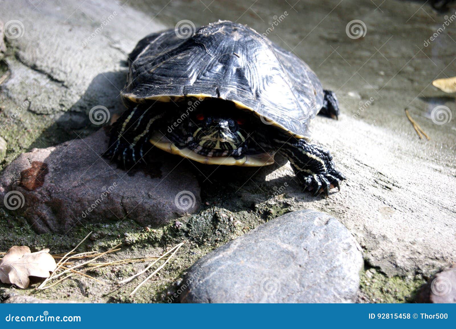 The mud turtle stock photo. Image of animal, wild, black - 92815458