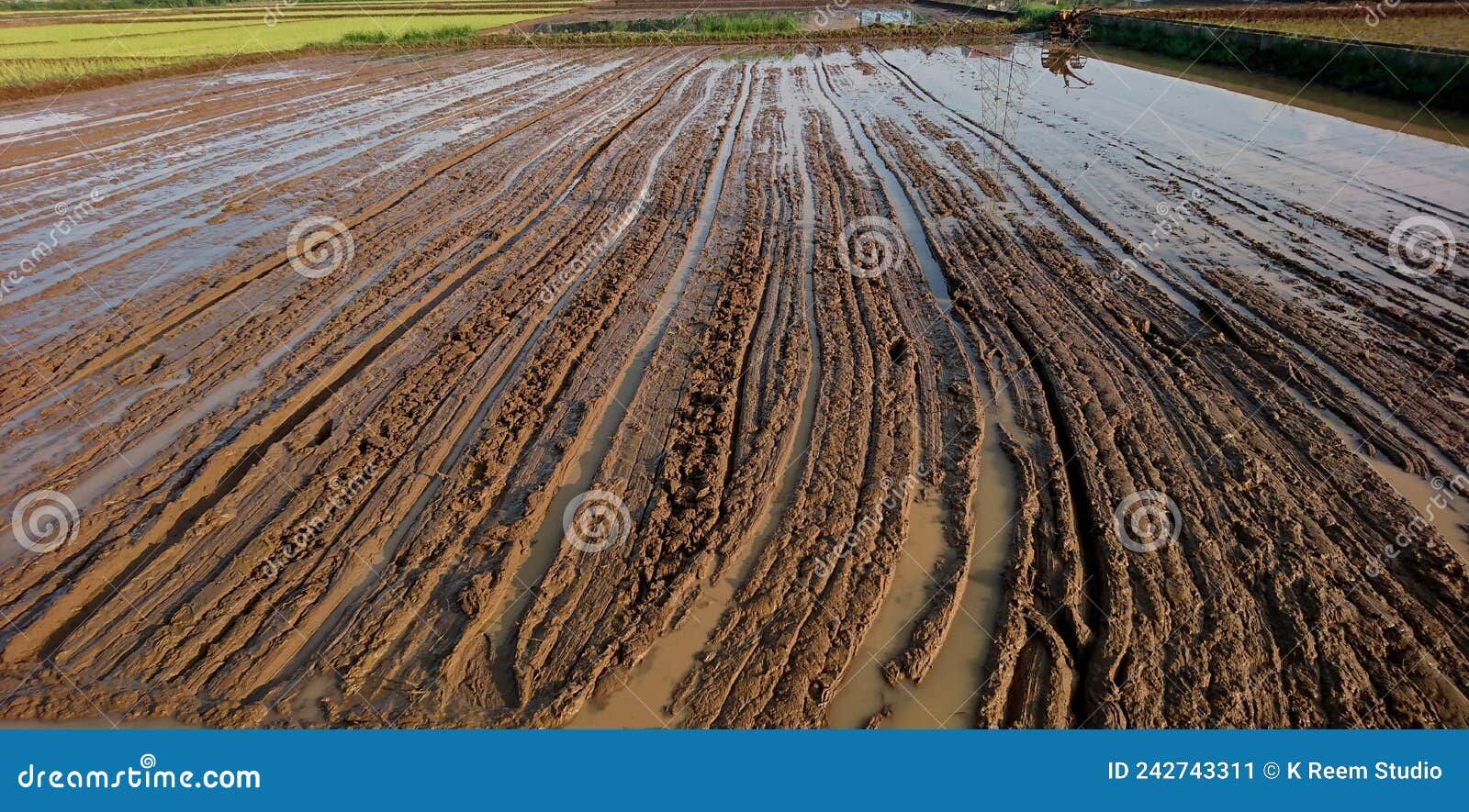 Mud in a Vast Expanse of Rice Fields with a Striped Texture Stock Image ...