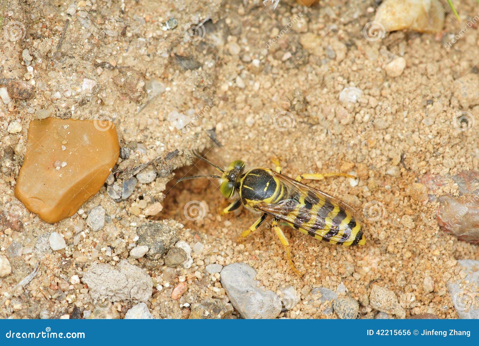 Mud wasp stock photo. Image of animals, insects, animal - 42215656