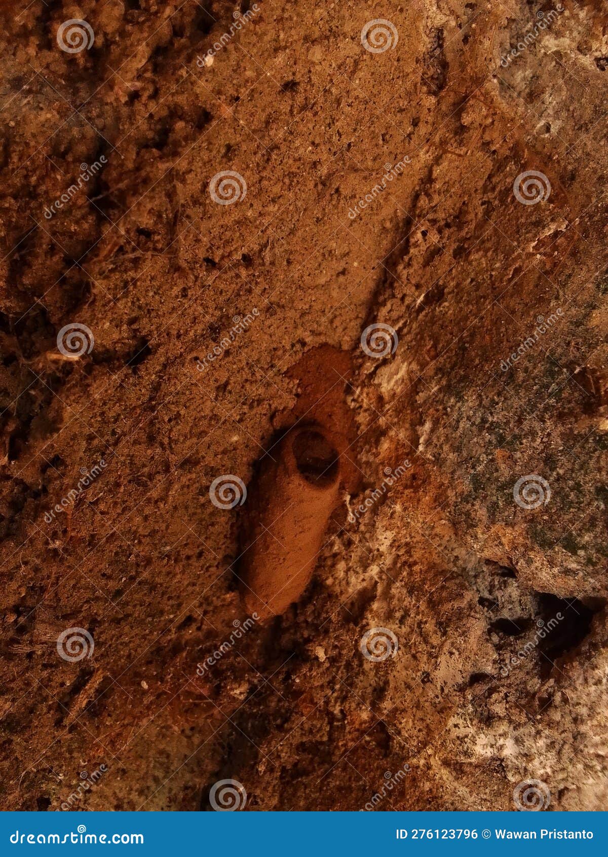 Mud wasp nest on the wall. stock photo. Image of madu - 276123796