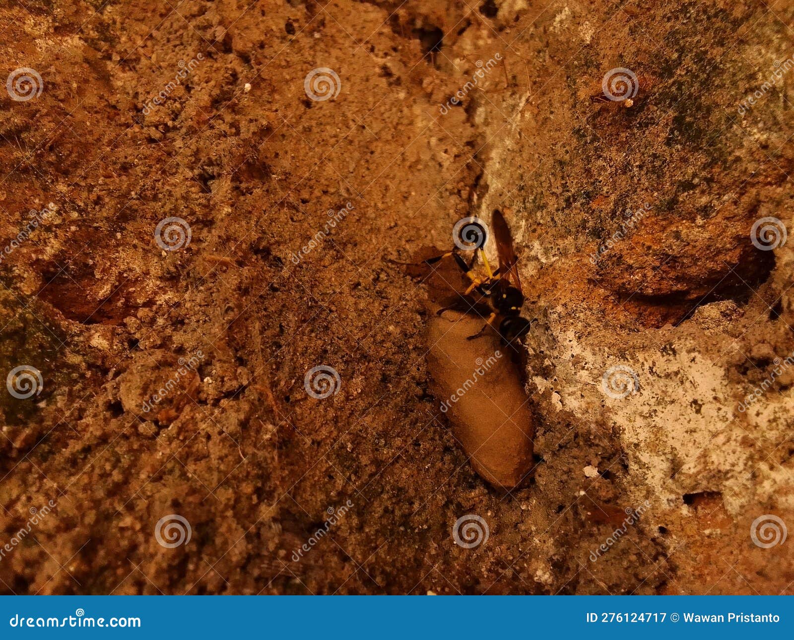 Mud wasp nest on the wall. stock image. Image of madu - 276124717