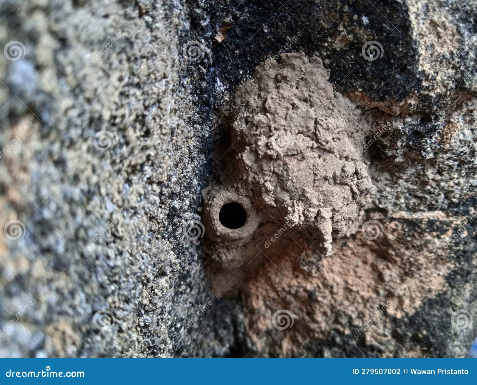 Mud wasp nest on the wall. stock photo. Image of material - 279507002