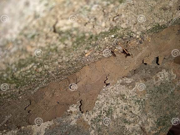 Mud wasp nest on the wall. stock image. Image of isolated - 279645181