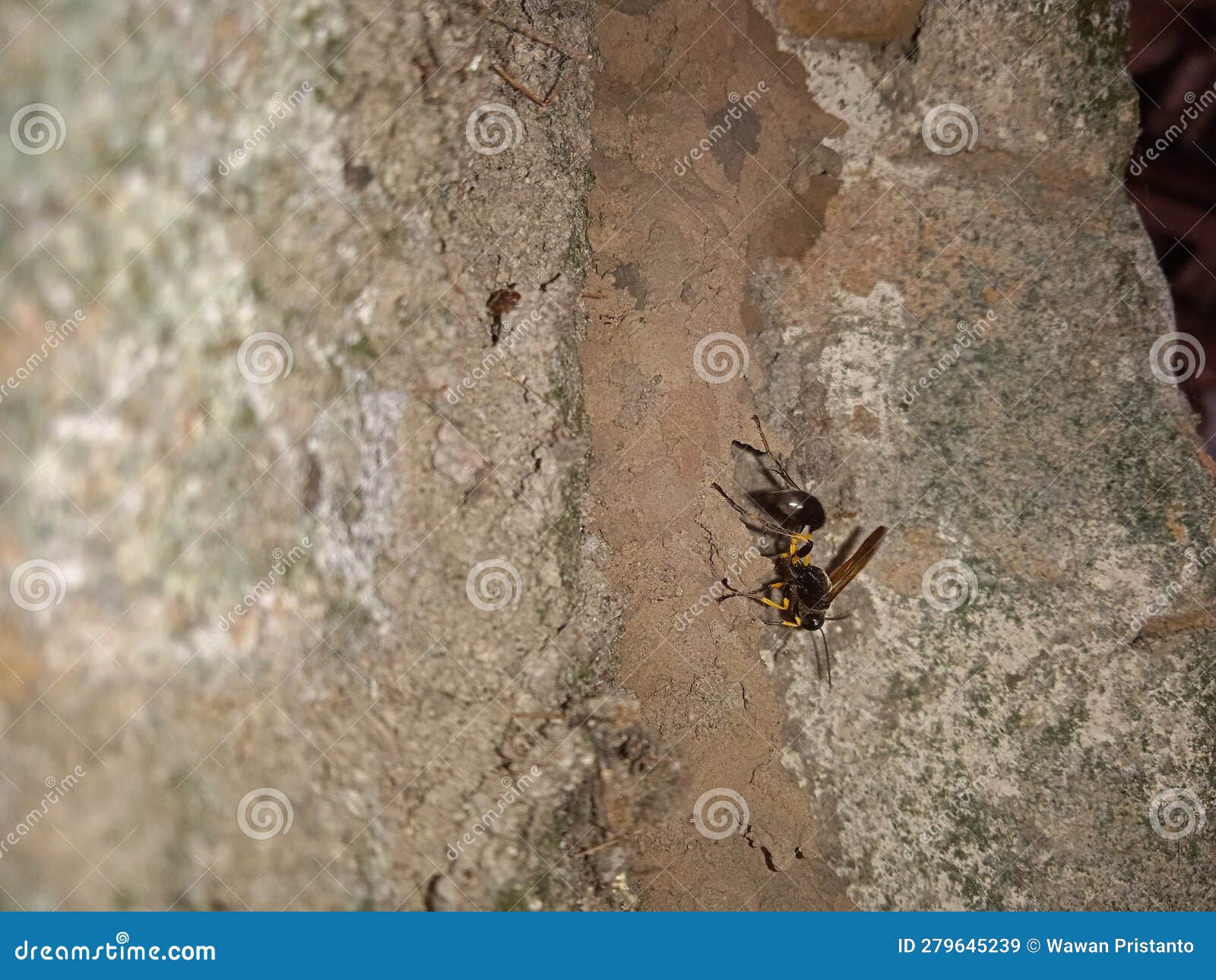 Mud wasp nest on the wall. stock image. Image of sharp - 279645239