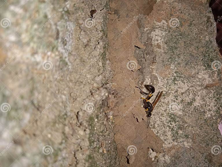 Mud wasp nest on the wall. stock image. Image of black - 279645187