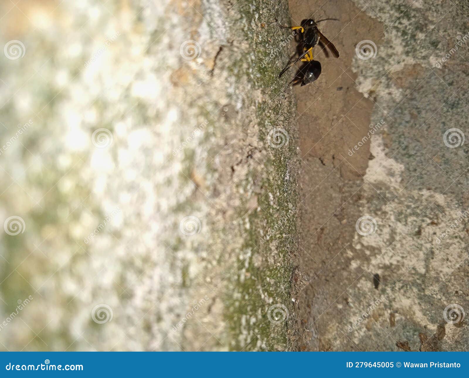 Mud wasp on the wall. stock image. Image of insect, environment - 279645005