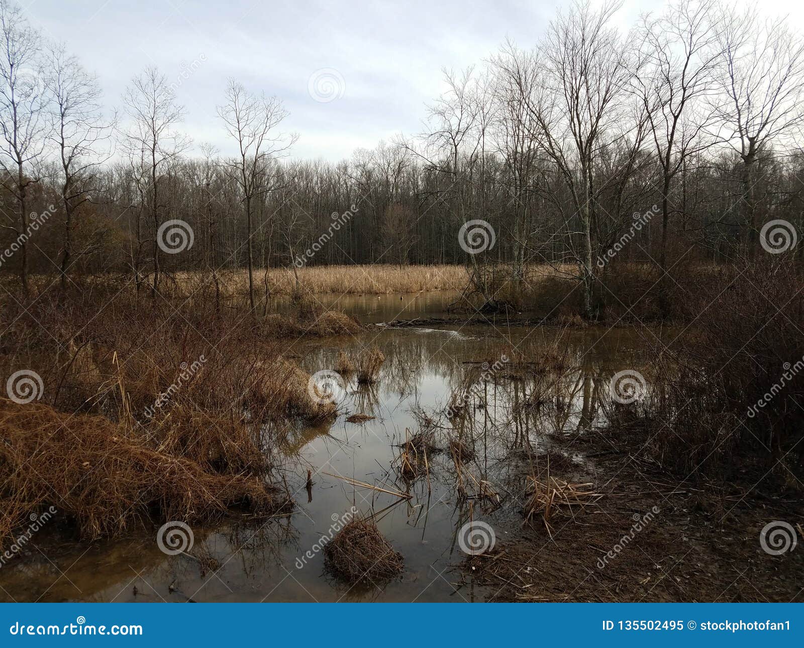 Mud and Water and Brown Grasses and Trees Stock Image - Image of swamp ...