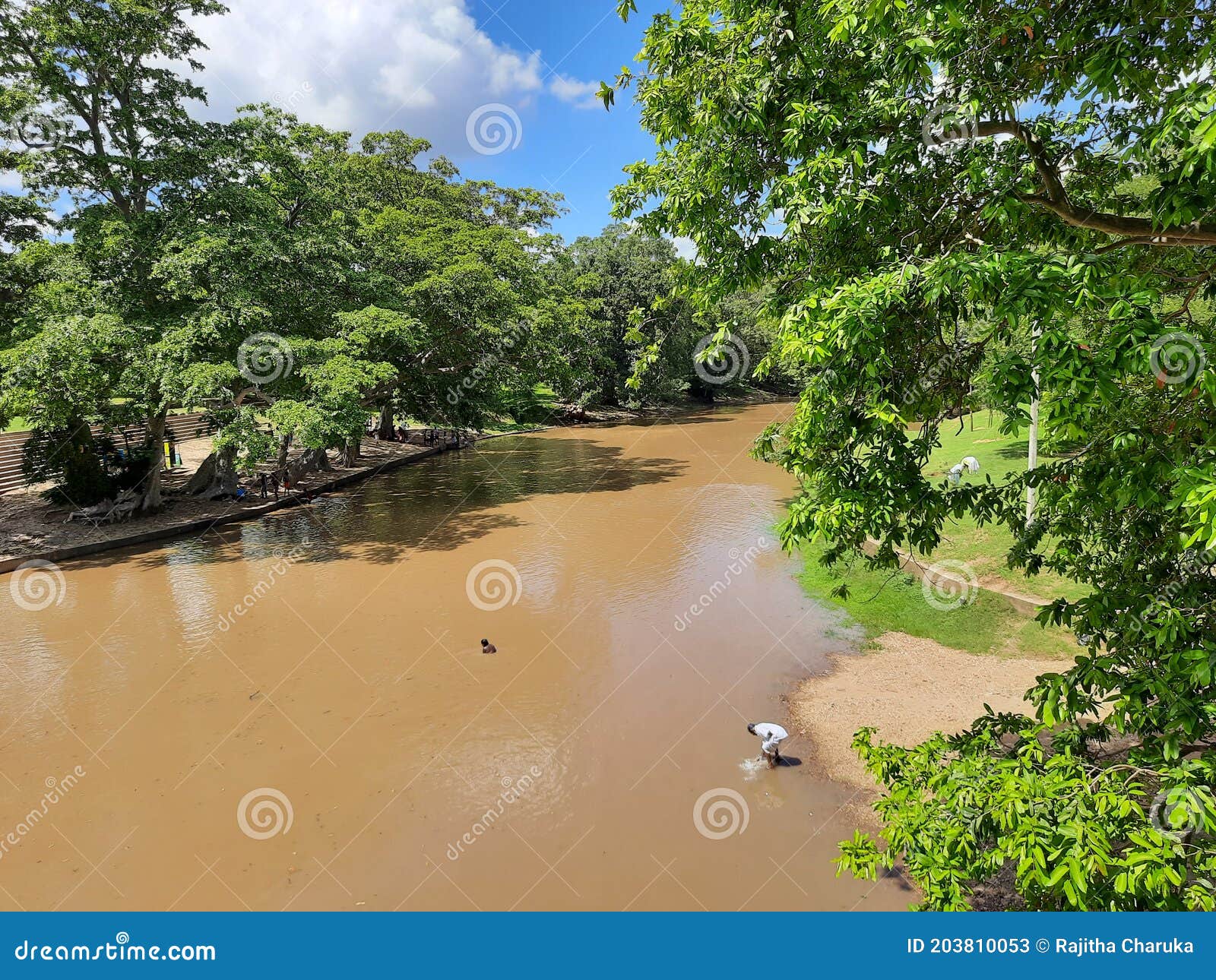 Mud water river and trees stock image. Image of green - 203810053
