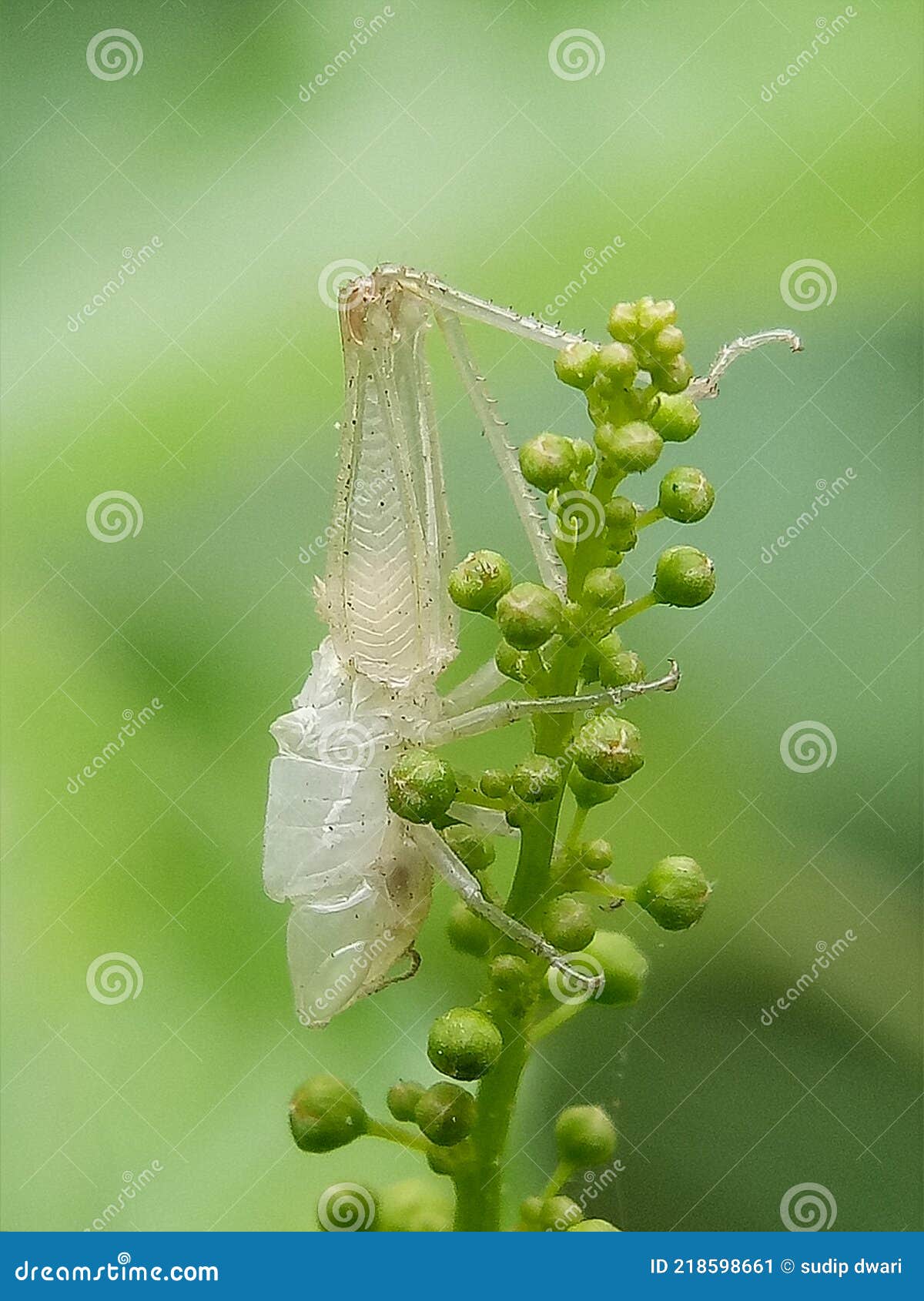 Muda De Insecto Sobre La Flor Imagen de archivo - Imagen de animal ...