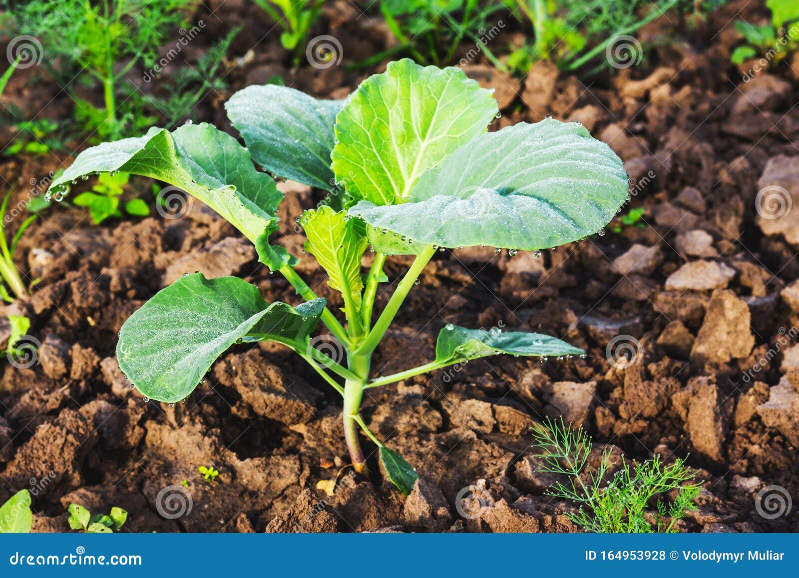 Mudas De Repolho Com Folhas Jovens Cobertas De Orvalho Couve Cultivada ...