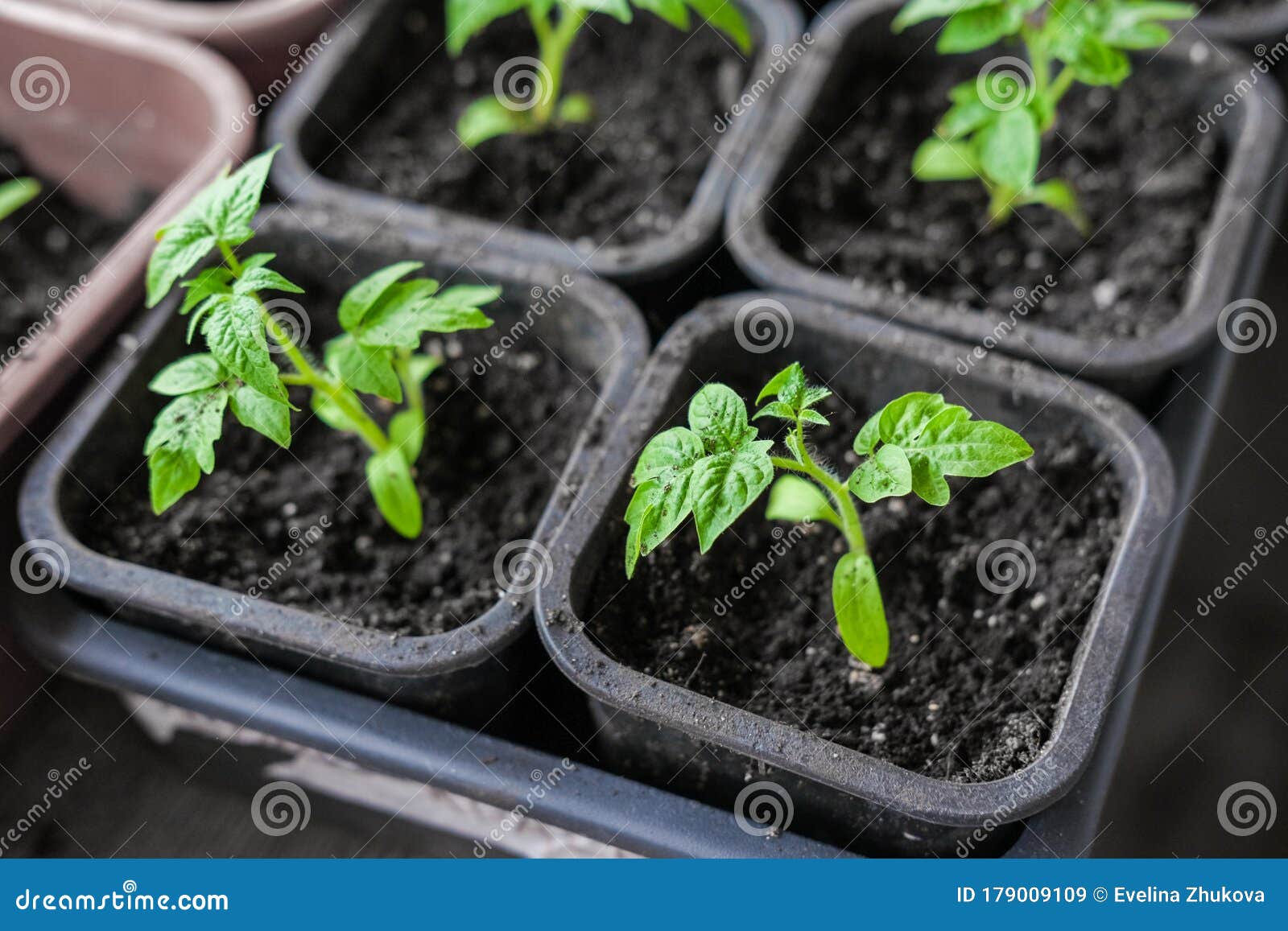 Mudas De Tomate Em Pequenos Vasos Para Cultivo Imagem de Stock - Imagem ...