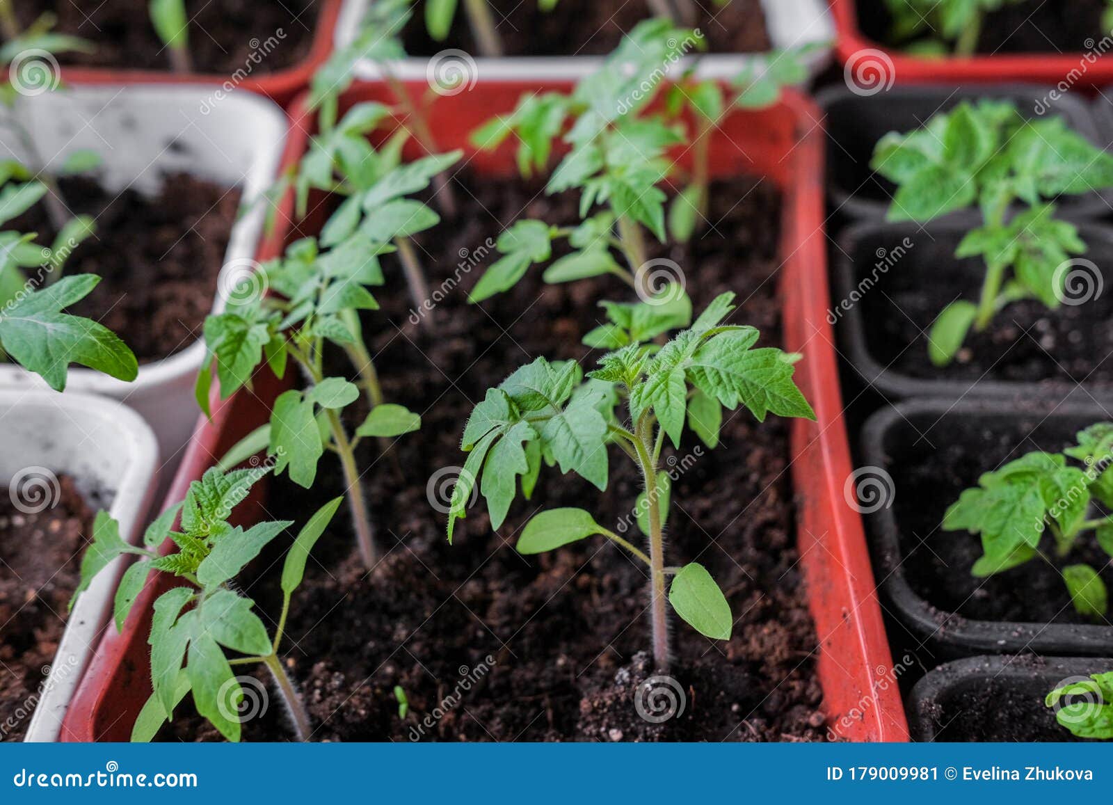 Mudas De Tomate Em Pequenos Vasos Para Cultivo Imagem de Stock - Imagem ...