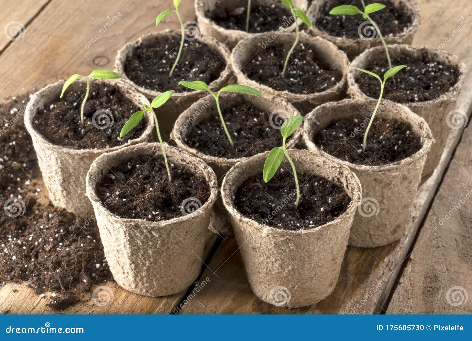 Mudas De Tomate Em Potes De Papel Foto de Stock - Imagem de mudas ...