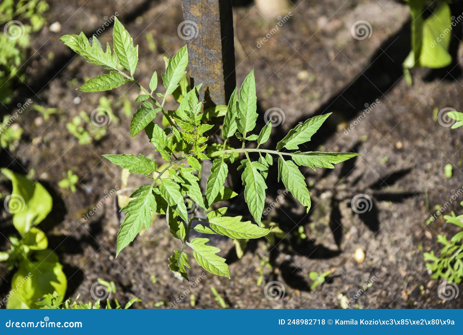 Mudas De Tomate Que Crescem Num Jardim Vegetal Ao Sol Foto de Stock ...
