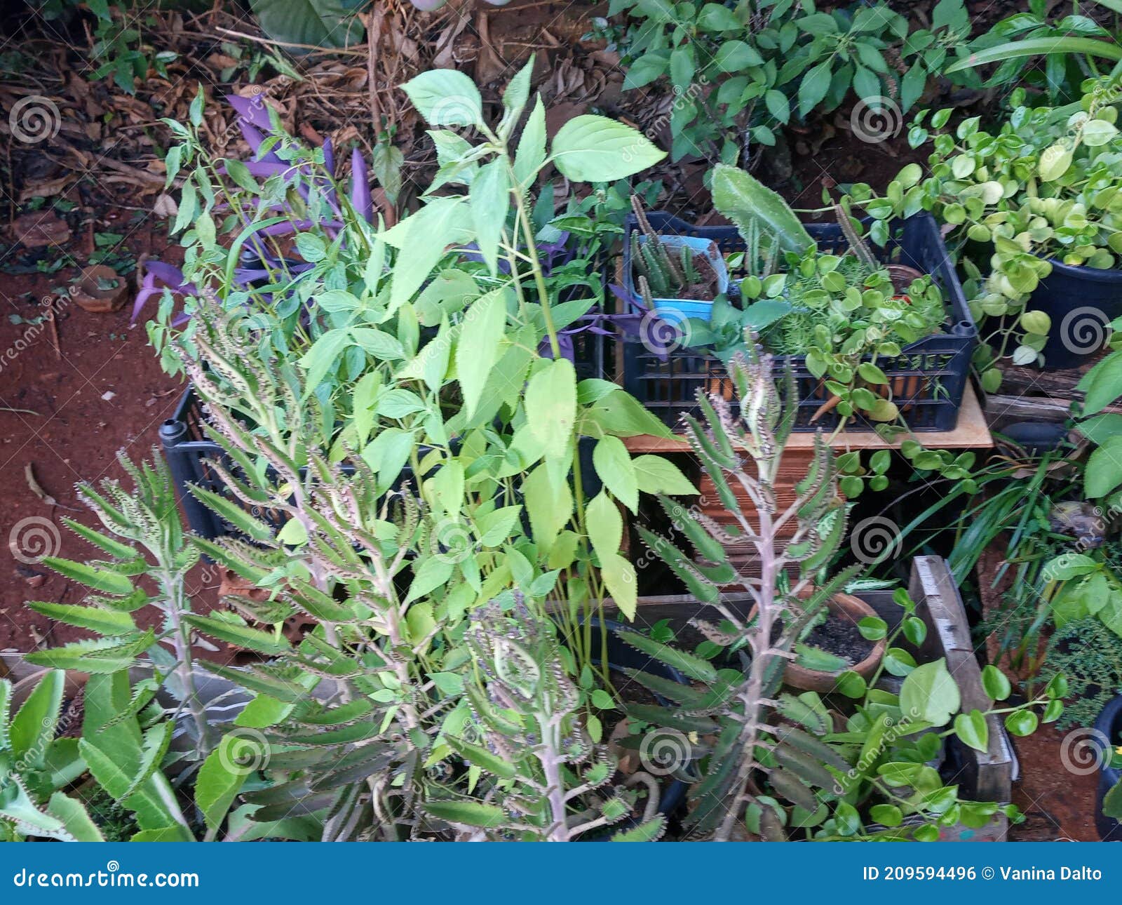 Mudas stock photo. Image of plants, tropical, garden - 209594496