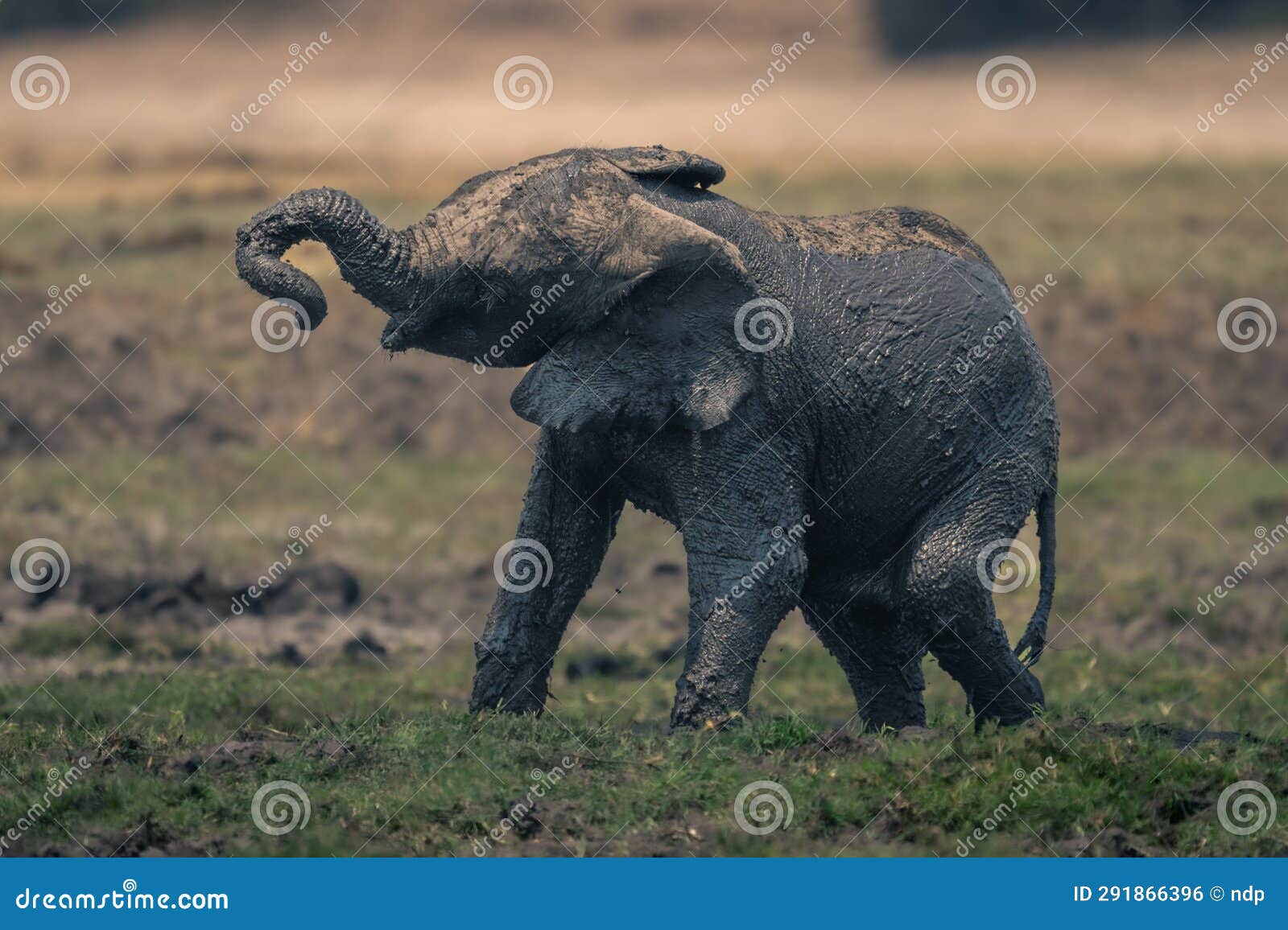 Muddy African Elephant Calf Stands Swinging Trunk Stock Photo - Image ...
