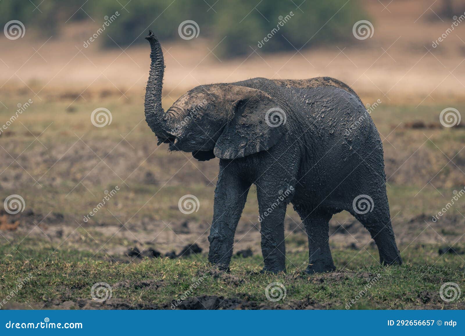 Muddy Baby African Elephant Stands Lifting Trunk Stock Image - Image of ...