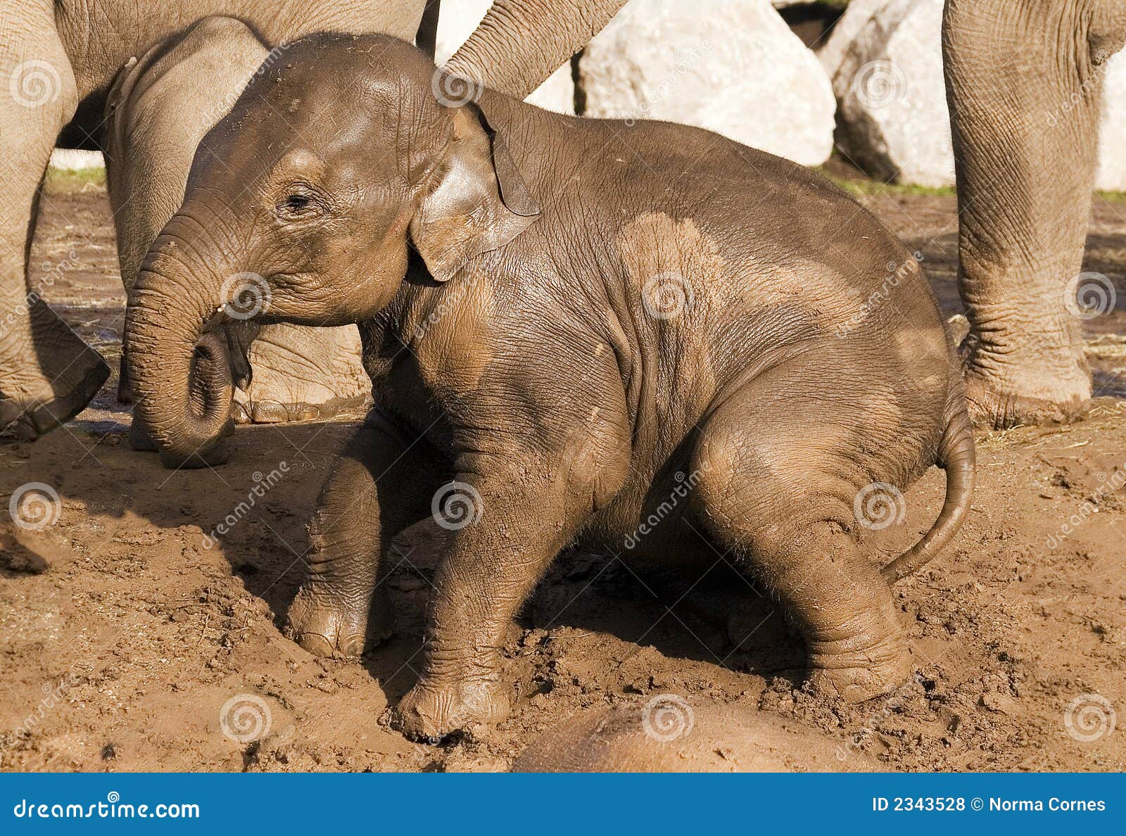 Muddy Baby Elephant Playing Stock Photo - Image of nature, elephant ...