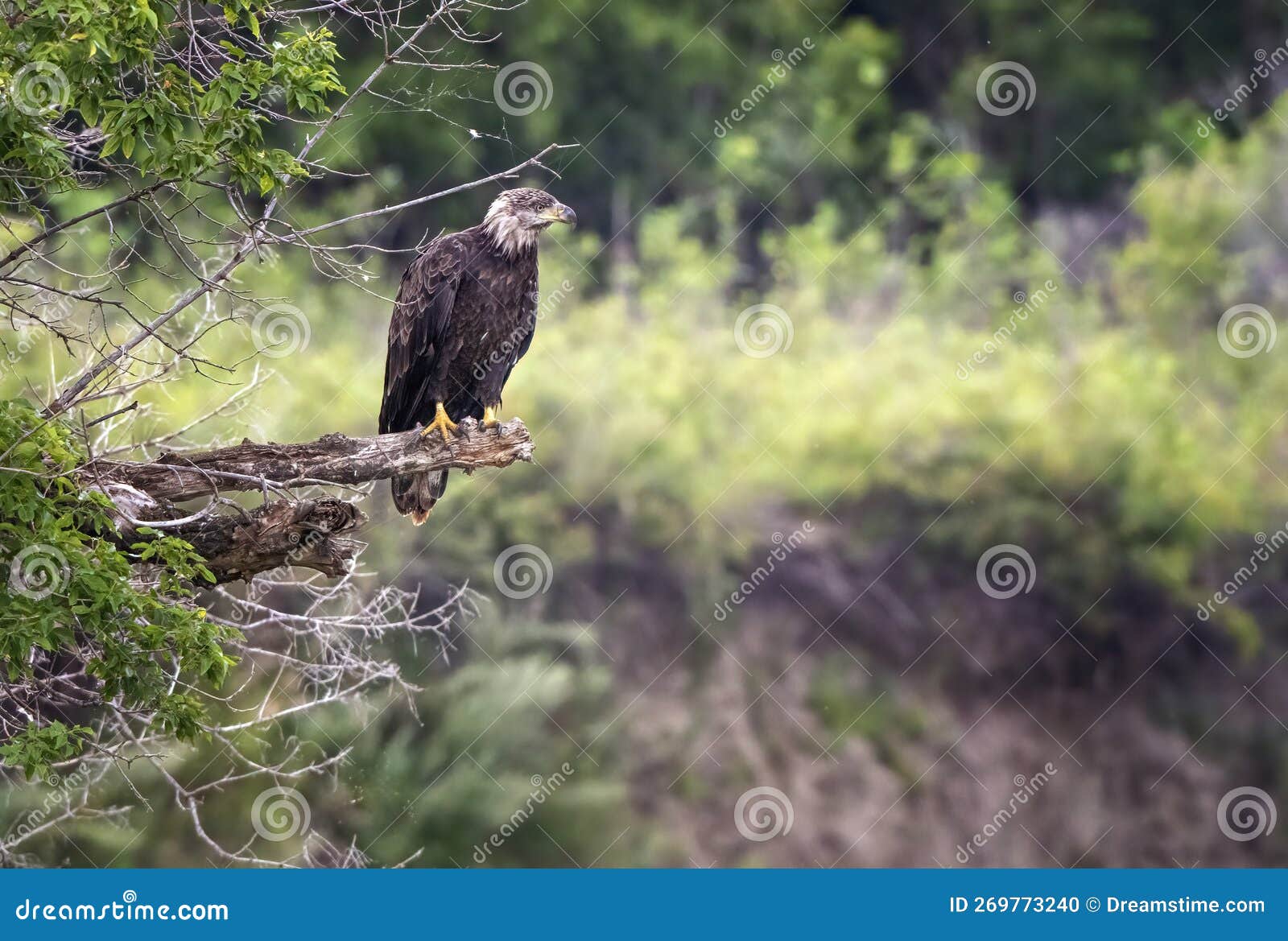 Muddy Bald Eagle stock photo. Image of tree, predator - 269773240