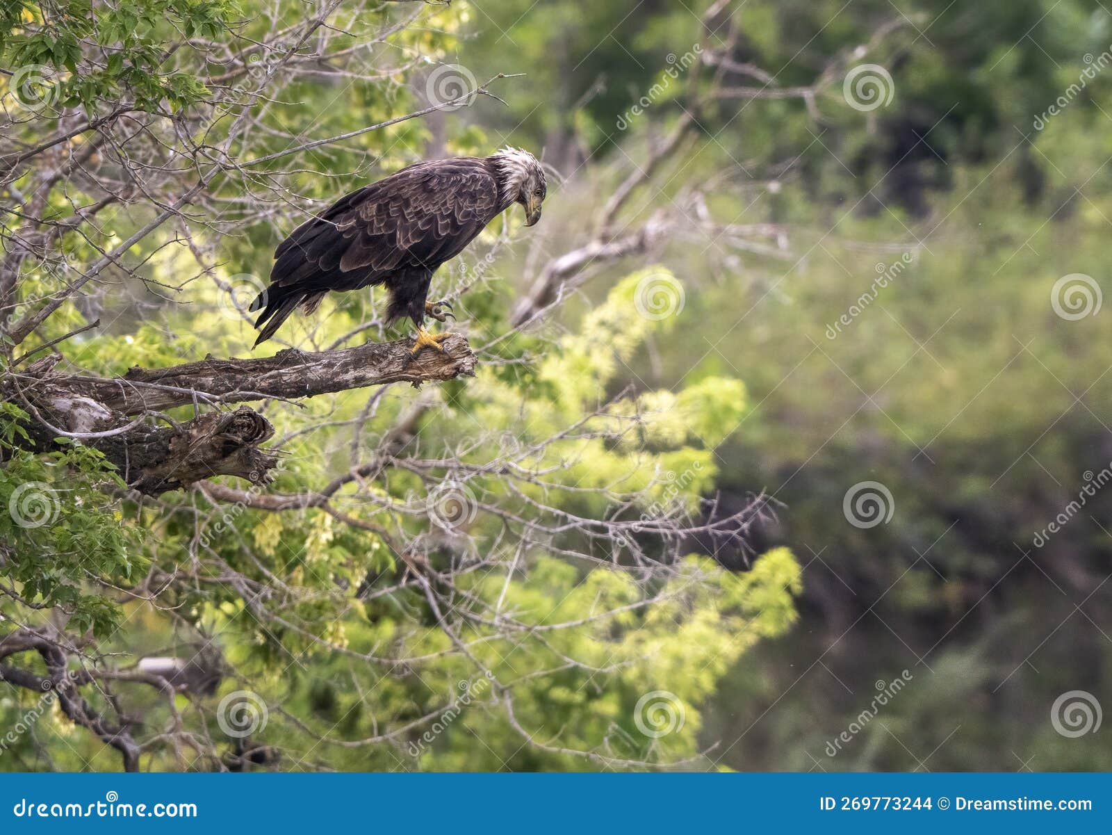 Muddy Bald Eagle stock photo. Image of tree, river, saskatchewan ...