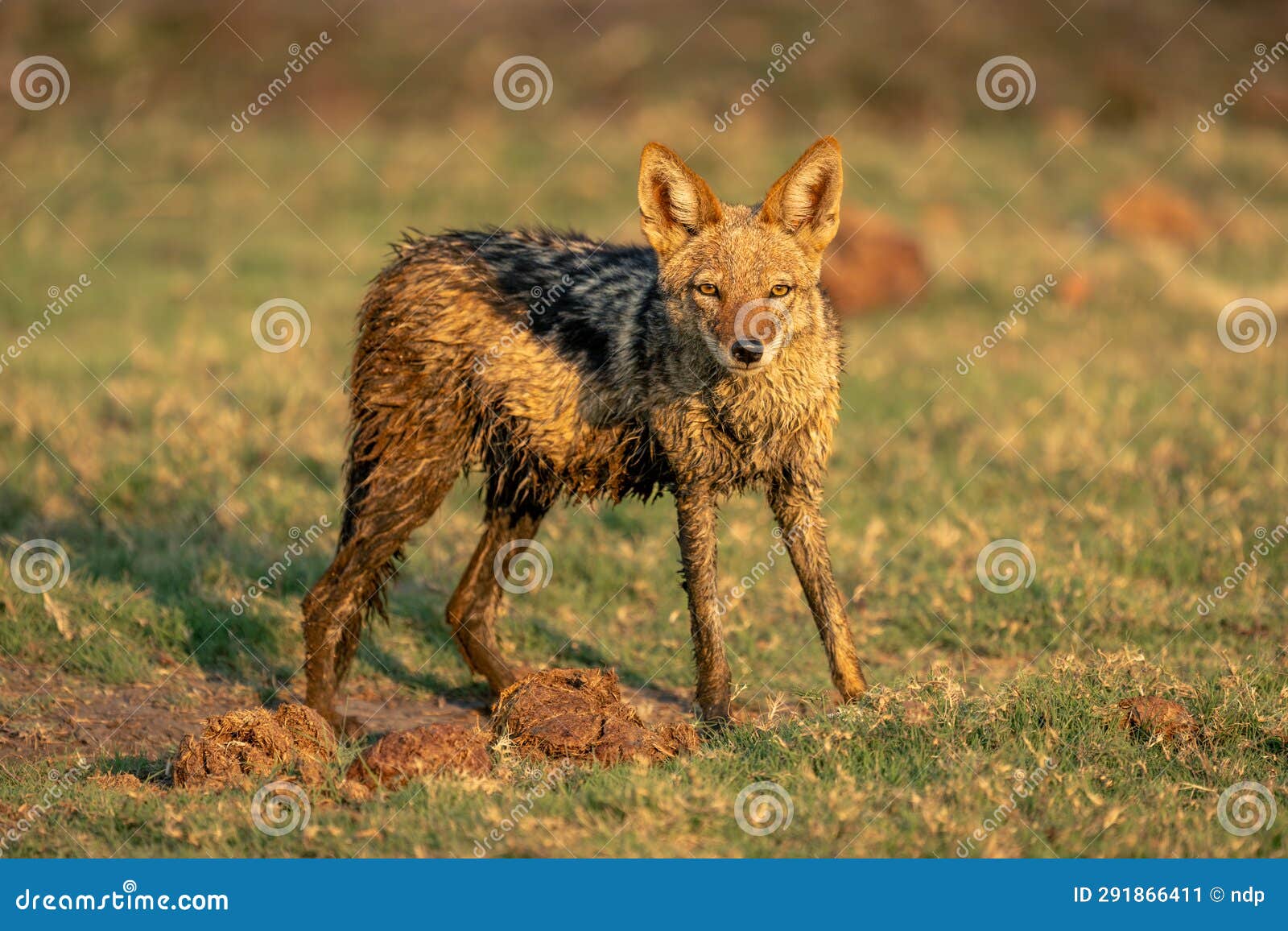 Muddy Black-backed Jackal Stands Staring at Camera Stock Image - Image ...