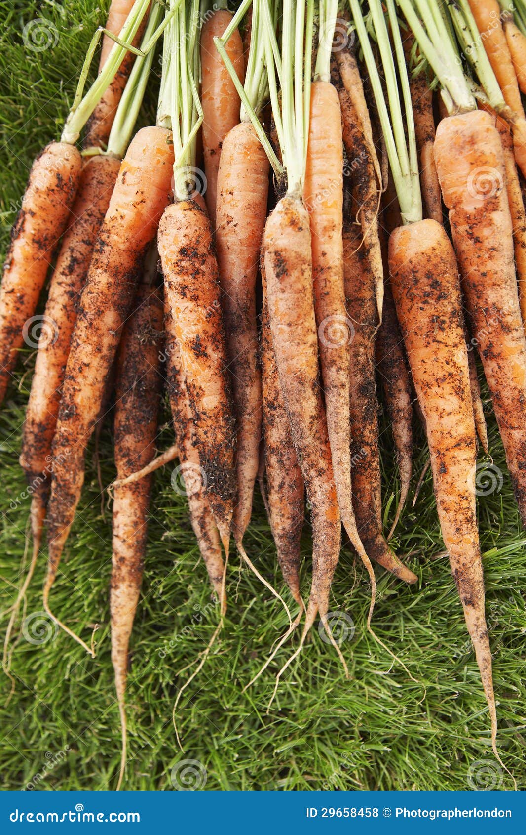 Muddy Carrots on Grass stock photo. Image of nutrient - 29658458