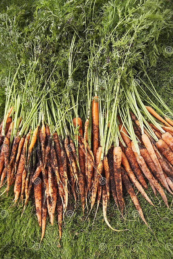 Muddy Carrots on Lawn stock image. Image of ground, outdoors - 29658459
