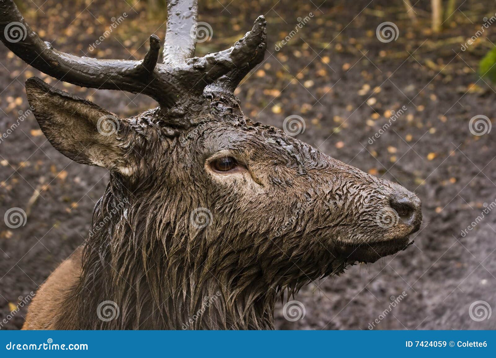 Muddy curious deer stock image. Image of majestic, tail - 7424059