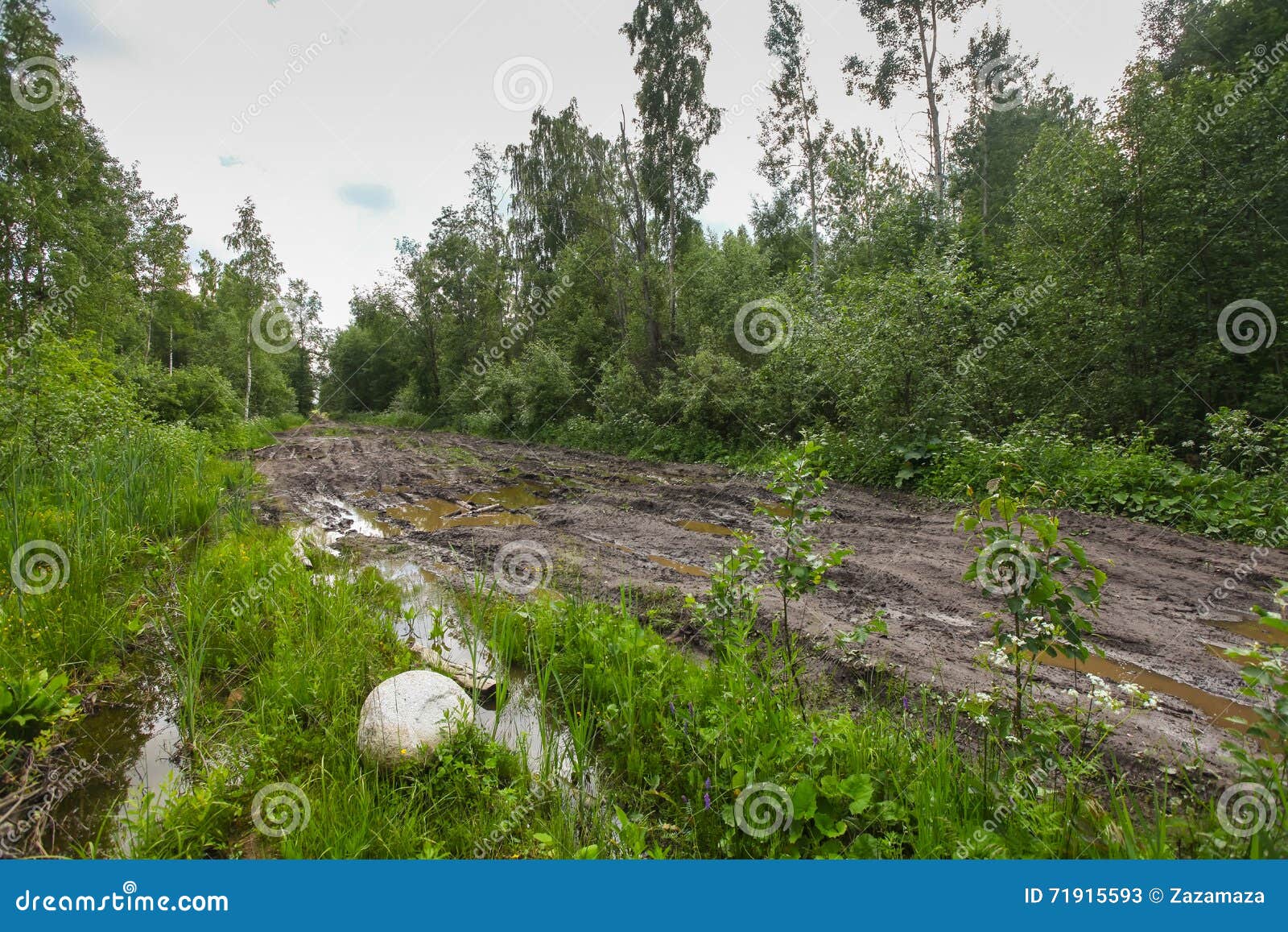 Muddy Dirty Road through Forest with Puddles Stock Image - Image of ...