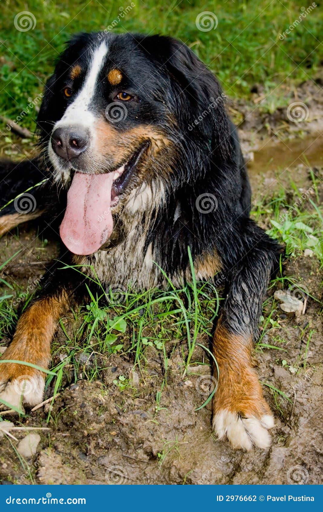 Muddy dog stock photo. Image of bored, canis, carpet, bern - 2976662