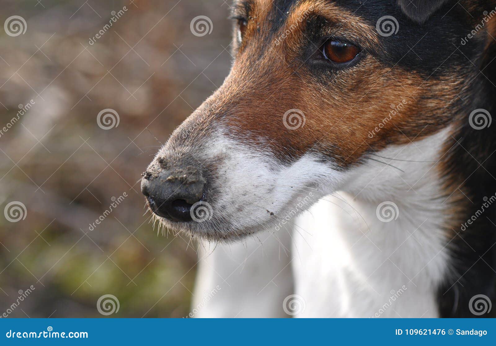 Muddy Dog stock photo. Image of fluffy, gardening, field - 109621476