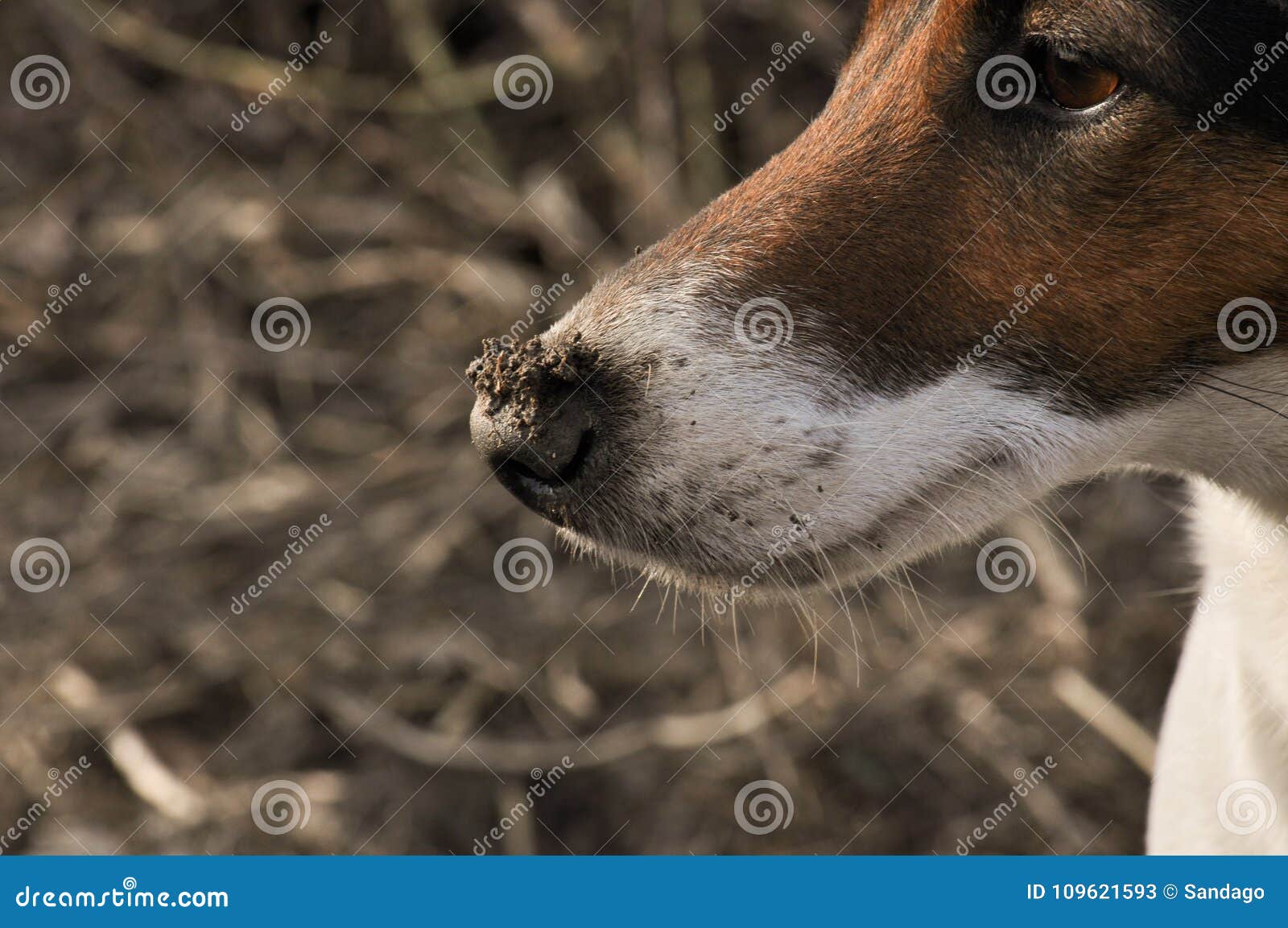 Muddy Dog stock image. Image of friend, garden, animal - 109621593